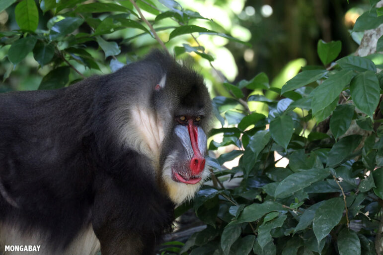 Mongabay at the 20th Meeting of the Parties (MoP20) Congo Basin Forest ...