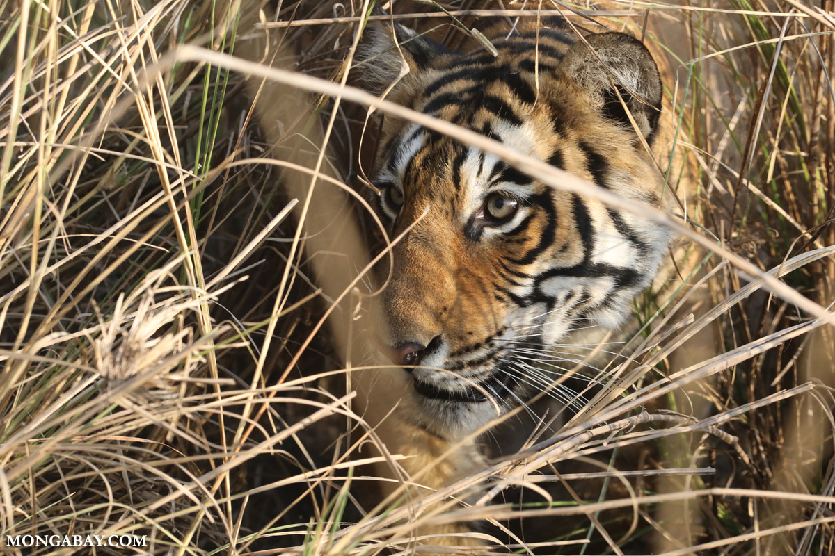 India Bureau - Environmental Journalism and Education